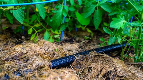 How To Plant Grow And Care For An Atemoya Tree