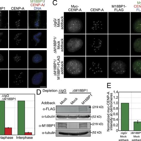 Cenp A Assembly In Xenopus Extracts Requires Xhjurp Addition And