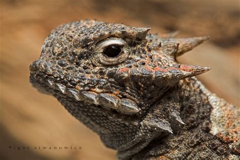 Desert Horned Lizard Aka Horned Toad Phrynosoma Platyrhinos