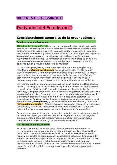 Desarrollo Biologia Del Desarrollo Derivados Del Ectodermo I