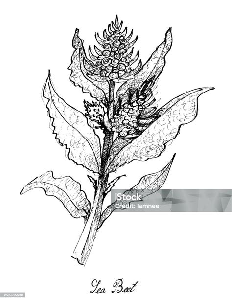 Vetores De Mão Desenhada De Beterraba Do Mar Sobre Fundo Branco E Mais Imagens De Acelga Istock