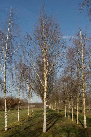 Betula Albosinensis Fascination Chinese Red Birch Nature First