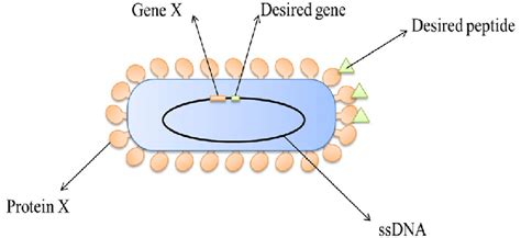 Phage Display System Phage Display Cloning Of Foreign Dna Into The
