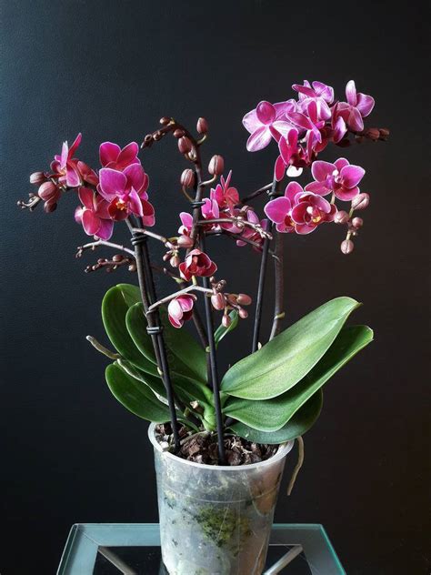 Фаленопсис Мультифлора (Phalaenopsis Multiflora) - FlowersLand.by - Минск