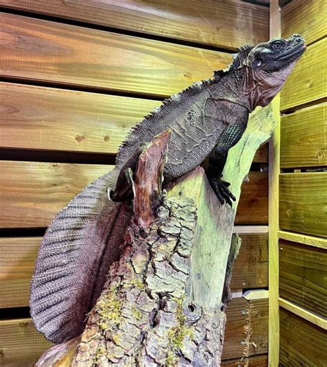 Full Grown Sailfin Dragon Size Care Appearance Vital Frog