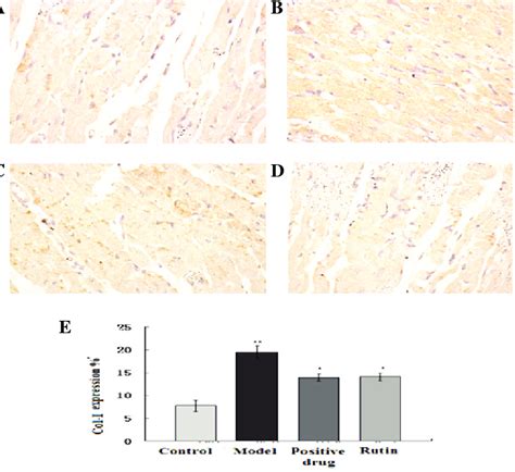 Immunohistochemistry Of Collagen I Col I A Normal B Model Download Scientific Diagram