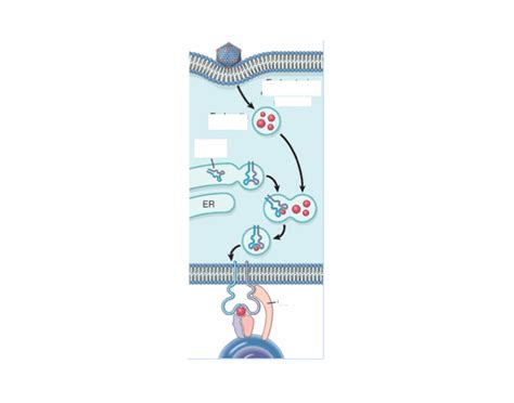 Class Ii Mhc Pathway Quiz