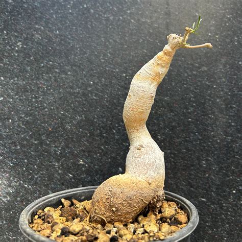 Fockea 20cm