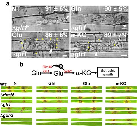 Nature Communications 中国农科院合作研究揭示稻瘟菌在水稻细胞内活体营养生长的机制！ 知乎