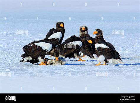 Group Of Beautiful Stellers Sea Eagle Haliaeetus Pelagicus Bird Of Prey With Winter Lake