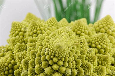 A Biological Example Of Fibonacci Spirals And Fractals In Nature Using