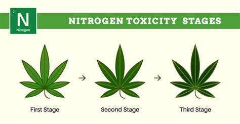 Nitrogen Toxicity In Weed Plants Symptoms Of Too Much Nitrogen
