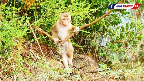 Smart Pipi Explores Tree Branches Youtube