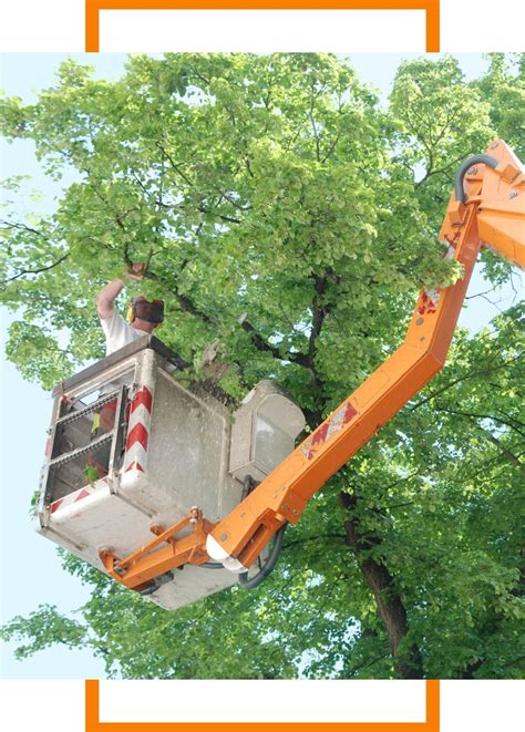 Tree Trimming And Removal In Cook County Learn More
