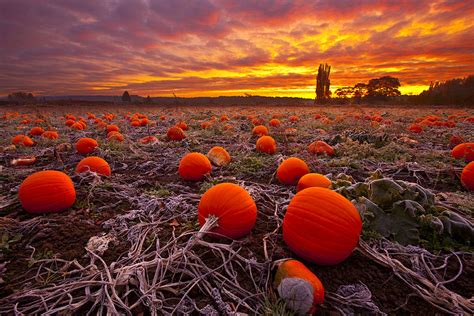 Extremely Incredible Fall Pumpkin Pictures Phlek Phlek