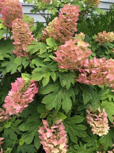 Oak Leaf Hydrangea Easy To Grow And Beautiful Pink Color