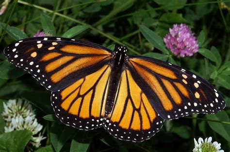 Monarch Butterfly Koati Wiki Fandom