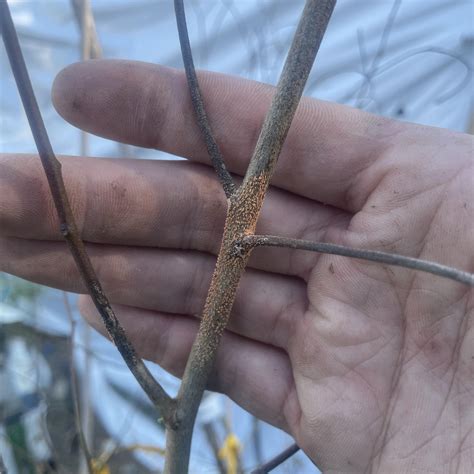 Dont Tell Me Its Myrtle Rust On Eucalyptus Plants In Ga Usa At A