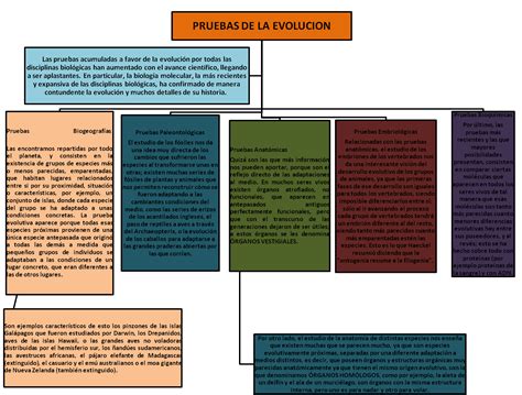 Mapas Conceptuales EvoluciÓn Bueno Actividad 2 Mapas Conceptuales