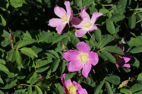 Celebrating World Naked Hiking Day The Right Way The Explorenorth Blog