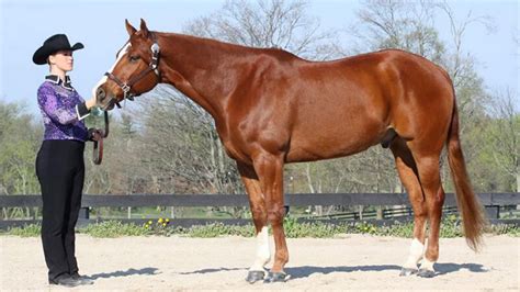 All About American Quarter Horses Petiki