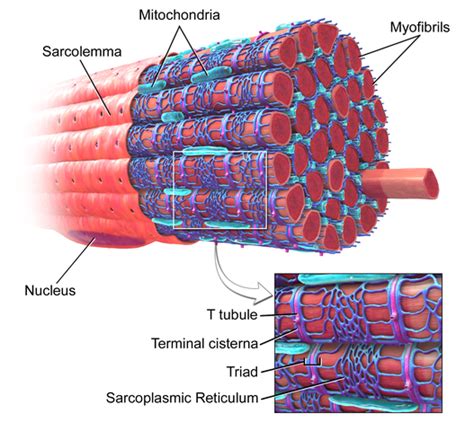 Skeletal Muscle Has Got Many Many Peripheral Nuclei What Does