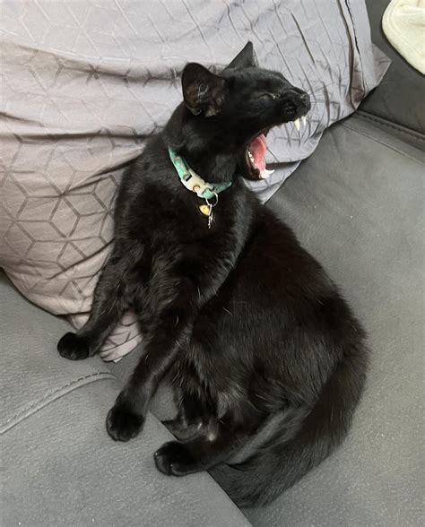 Rawr Little Panther Rblackcats