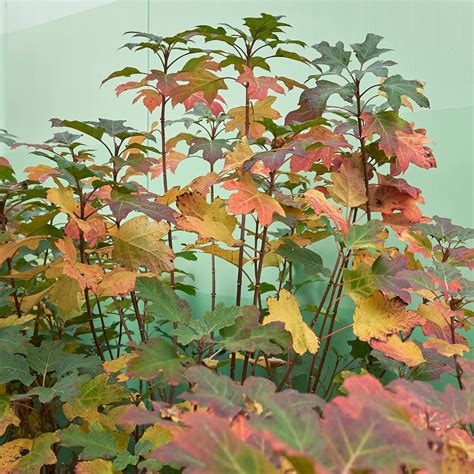 Alice Oakleaf Hydrangea Patuxent Nursery