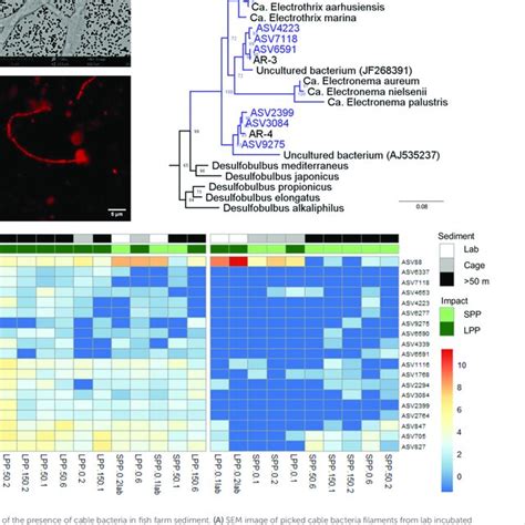 Geochemical Characteristics Of Sediments From The Field And Lab