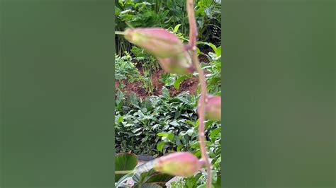 Cute Multi Evergreens Youtube