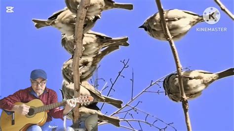 작은새 어니언스 복남커버 Youtube