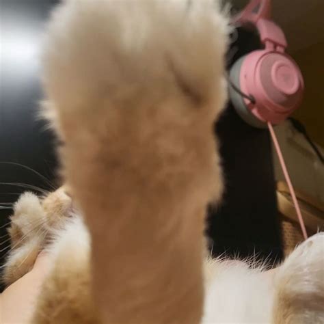 小兔氵 新小兔追加！ 178