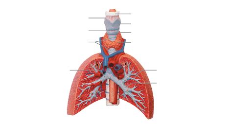 Cartilage Diagram Quizlet