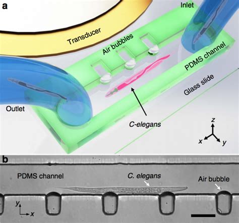 Bubble Based Acoustofluidics Acoustofluidics Lab