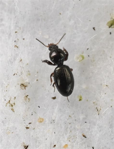 Dyschirius Globosus Dyschirius Globosus Lloyd Davies Flickr