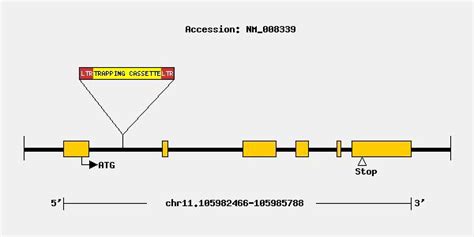 Cd79b Taconic Biosciences