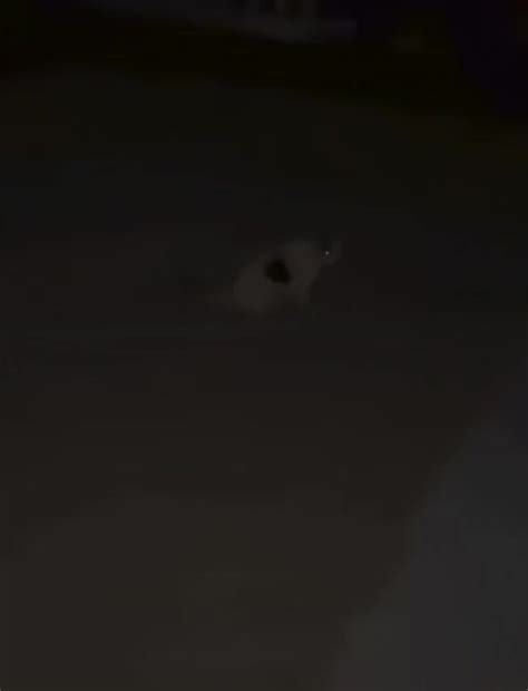 A Friendly Kitler Album On Imgur