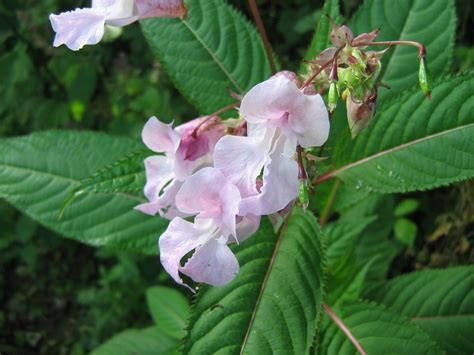 What Is An Balsam Flower At Rosalia Hall Blog