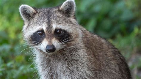 Video Showing Michigan Man Saving Raccoon Choking On Cheese Goes Viral