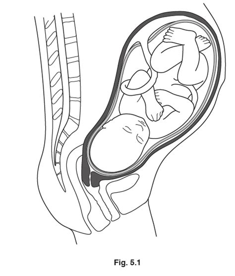 Igcse Biology 0610 164 Sexual Reproduction In Humans Igcse Style