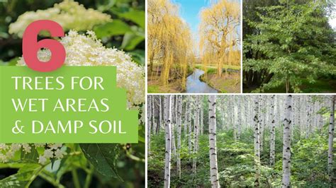 6 Trees For Wet Areas Damp Soil Types