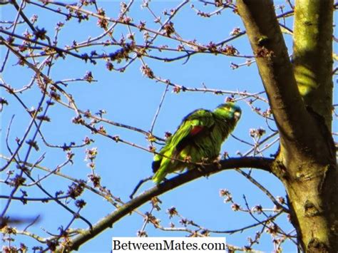 Differenza Tra Parrocchetti E Lorichetti Differenza Tra Altri 2025