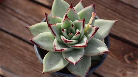 How To Grow Succulents From Leaves A Complete Guide
