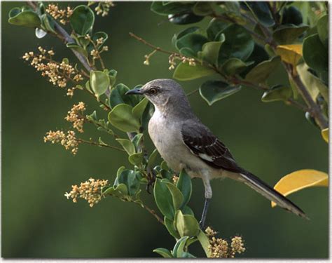 Northern Mockingbird Facts Habitat Nesting Diet And Pictures