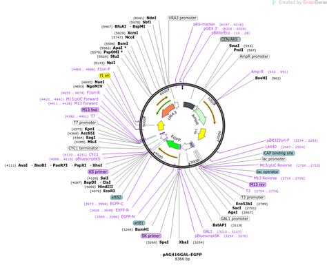 Addgene Pag416gal Egfp