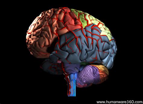 Talking About Learning Stem Cells In Adults And Embryos