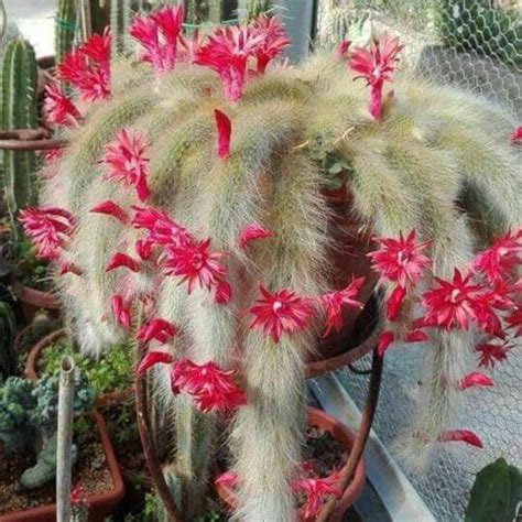 The Bewitching Monkey Tail Cactus Natures Hairy Wonder Succulent Alley