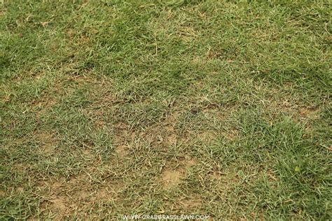 How To Revive Dead Grass And A Dead Lawn Step By Step Crabgrasslawn