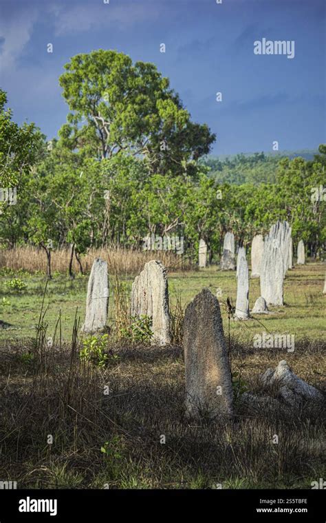 Construction Of Compass Termites Amitermes Meridionalis Litchfield
