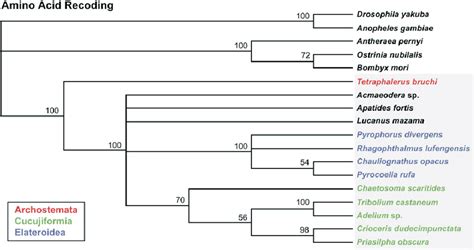 a parsimony tree with bootstrap support values after recoding